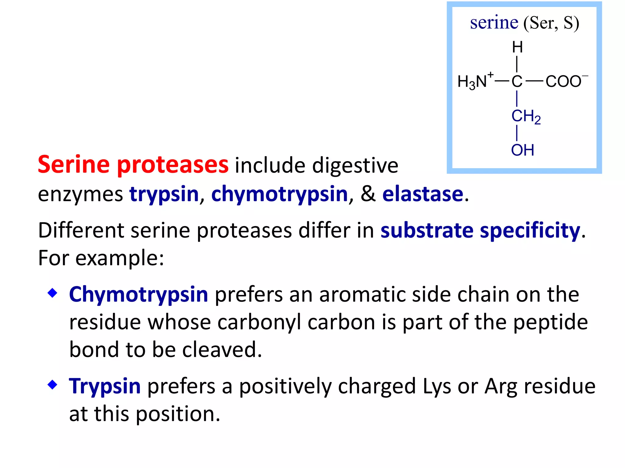 Serine proteases | PPTX