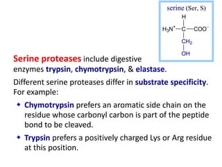Serine proteases | PPTX