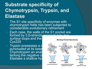 Serine proteases | PPTX