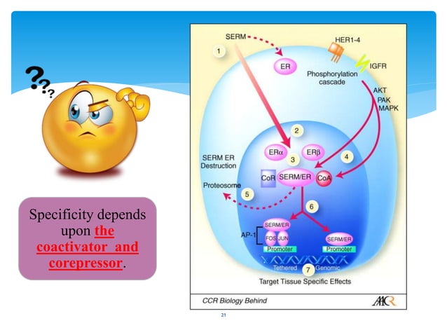 SERMs | PPTX | Menopause | Endocrine and Metabolic Diseases