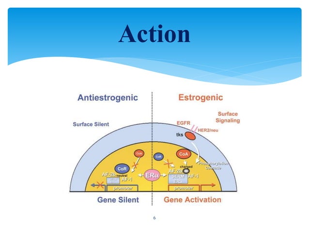 SERMs | PPTX | Menopause | Endocrine and Metabolic Diseases