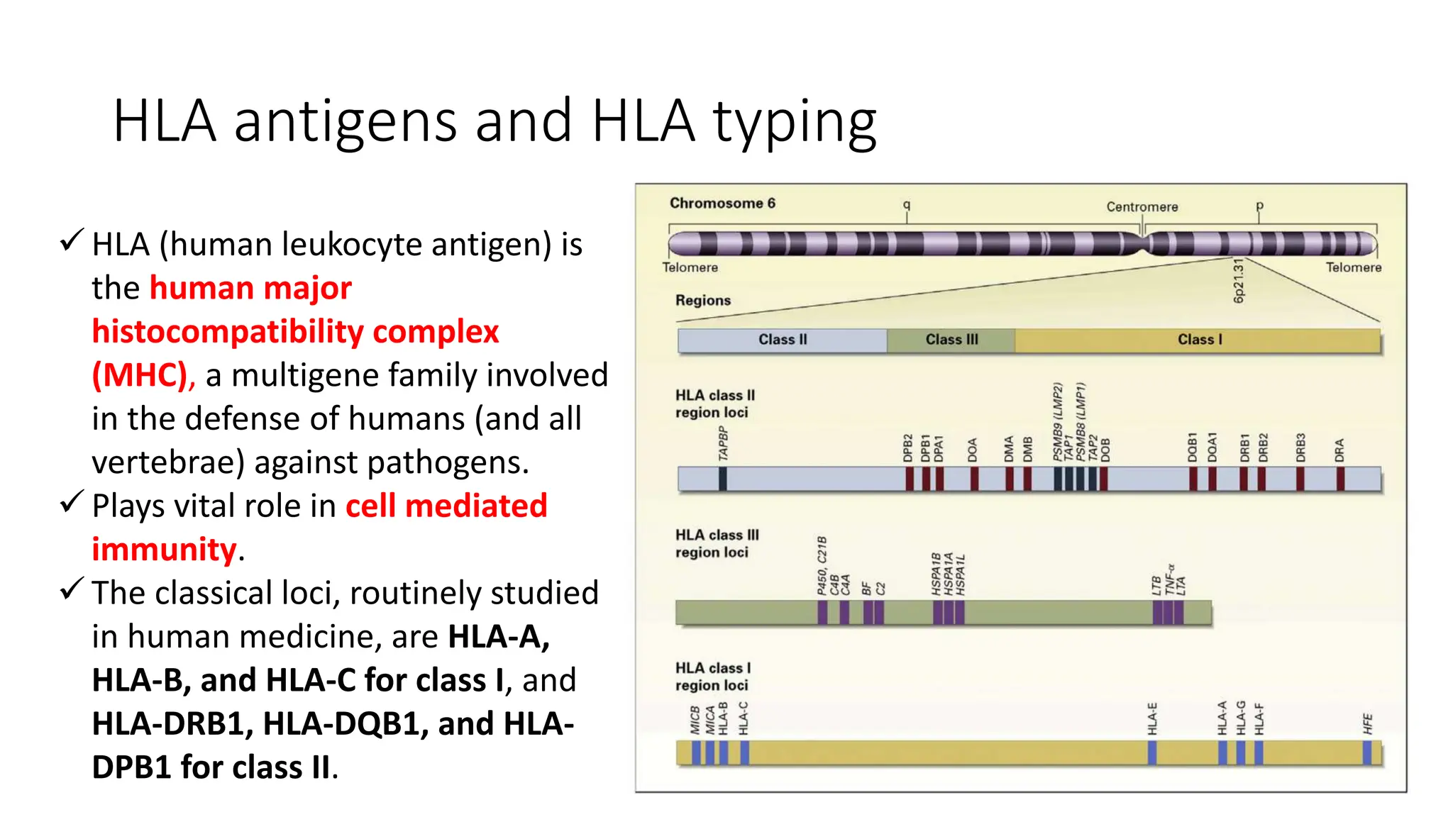 Serogenetic markers and HLA.pptx