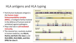 Serogenetic markers and HLA.pptx