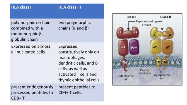 Serogenetic markers and HLA.pptx | Chemistry | Science