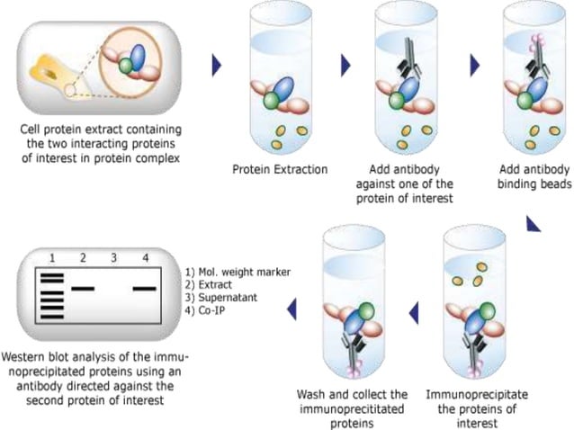 Serological Techniquues For Testing Of Disease Ppt