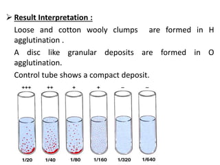 Serological tests-for-the-diagnosis-of-salmonella | PPTX | Infectious ...