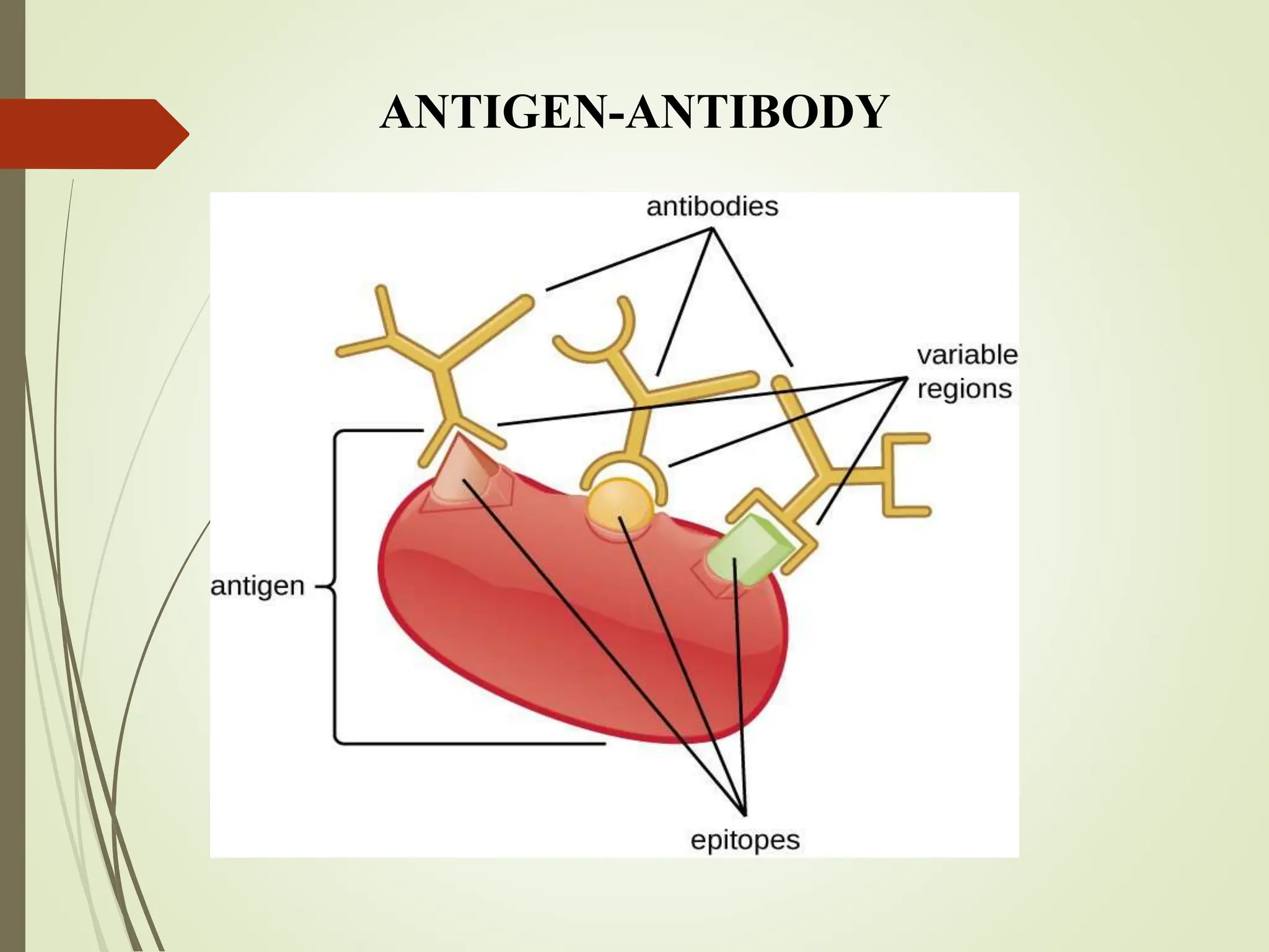serological techniques for detection of plant virus.pptx