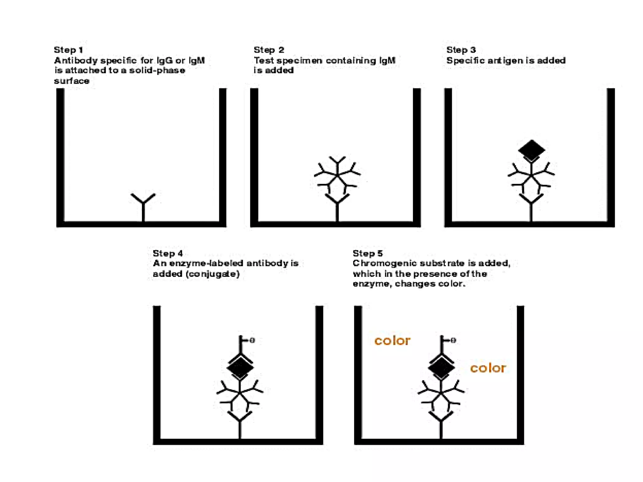 Serological techniques and immune assays | PPTX