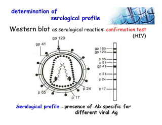 Serological test for virus identification | PPTX