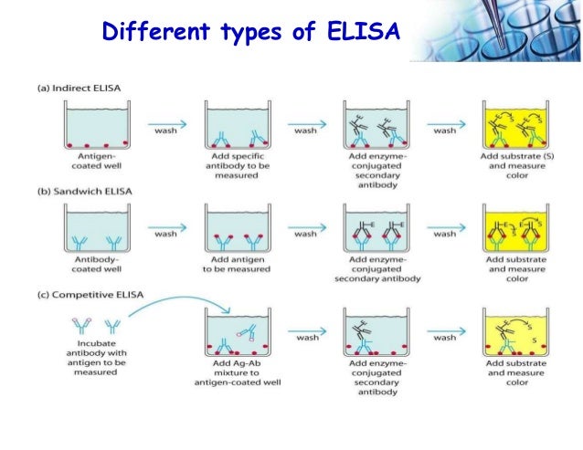 Serological test for virus identification
