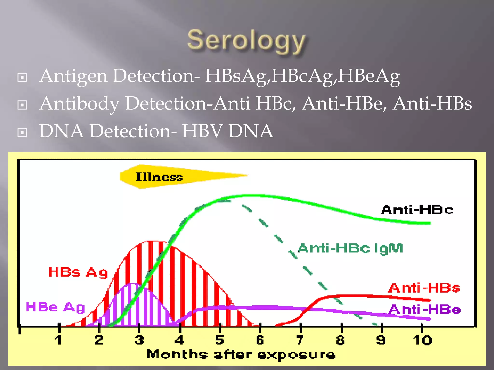 Serology in hepatitis b | PPTX