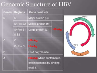 Serology in hepatitis b | PPTX