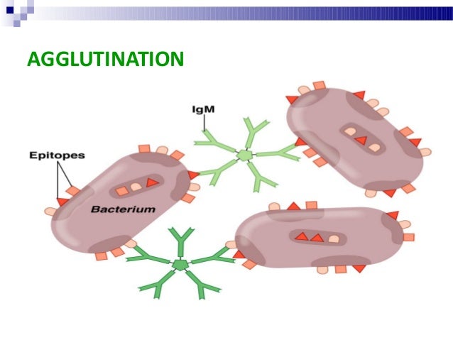 Serology - Prac. Microbiology