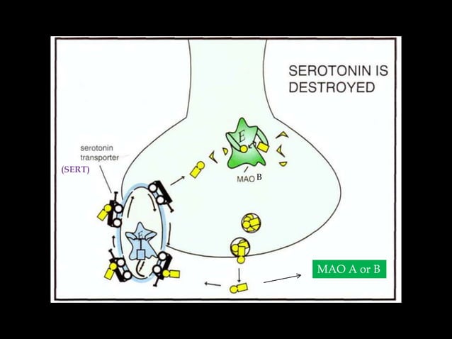 Serotonergic system ravi | PPTX | Endocrine and Metabolic Diseases ...