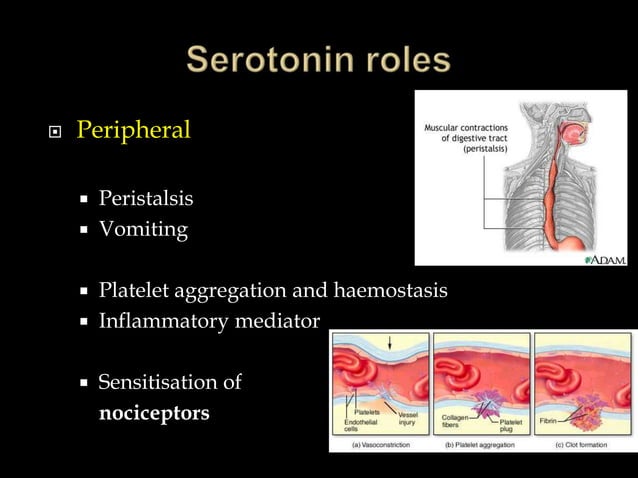 Serotonergic system ravi | PPTX | Endocrine and Metabolic Diseases ...