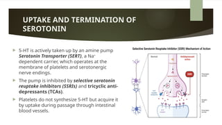 Detailed Pharmacology of Serotonin (5-HT) | PPT
