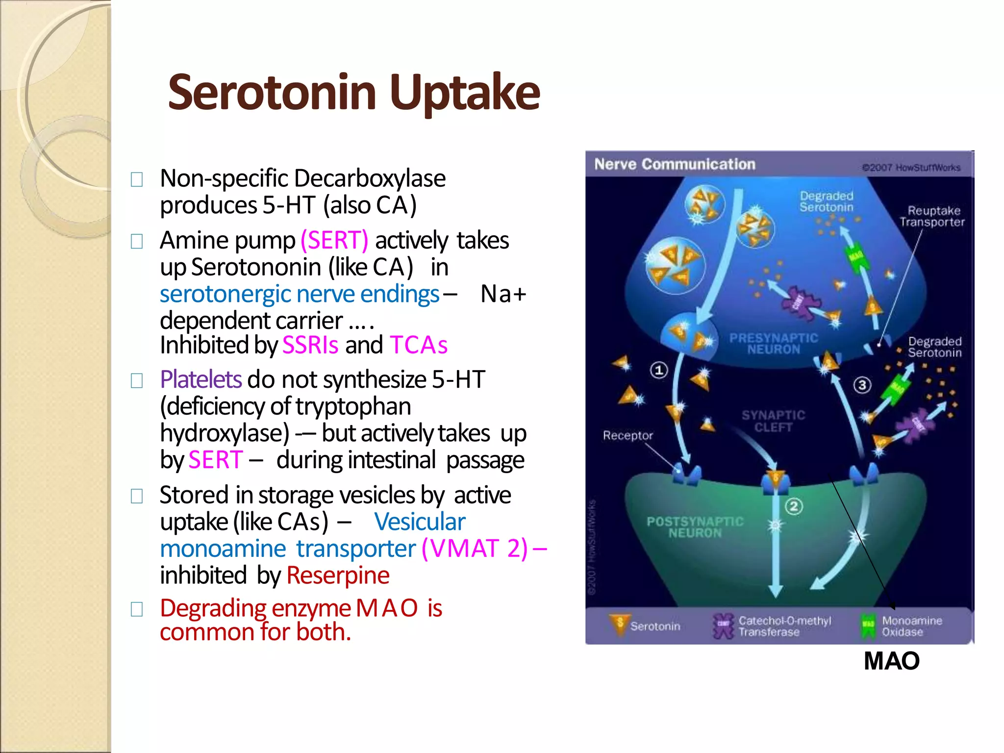 Serotonin | PPTX | Endocrine and Metabolic Diseases | Diseases and ...