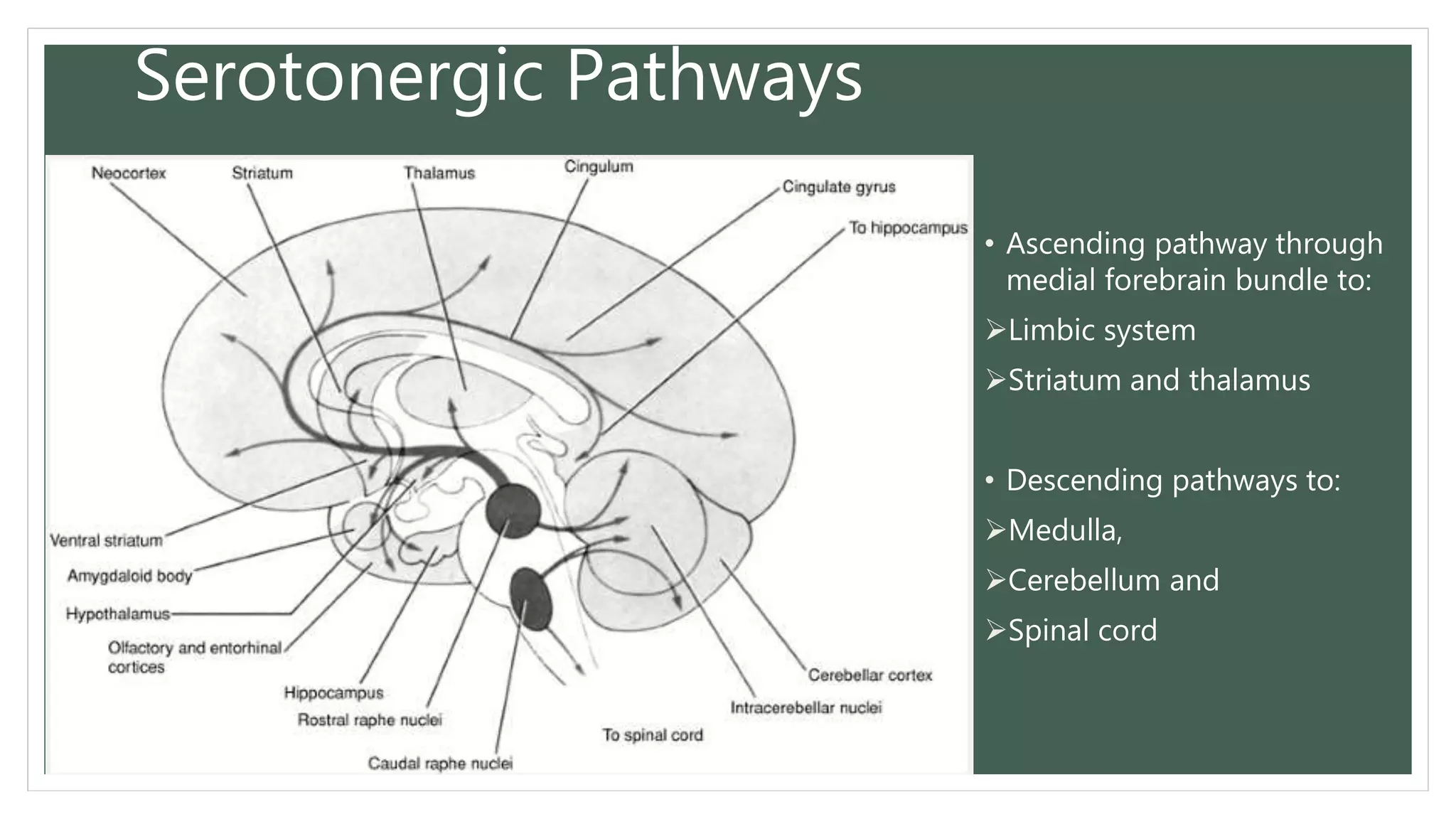 Serotonin | PPTX