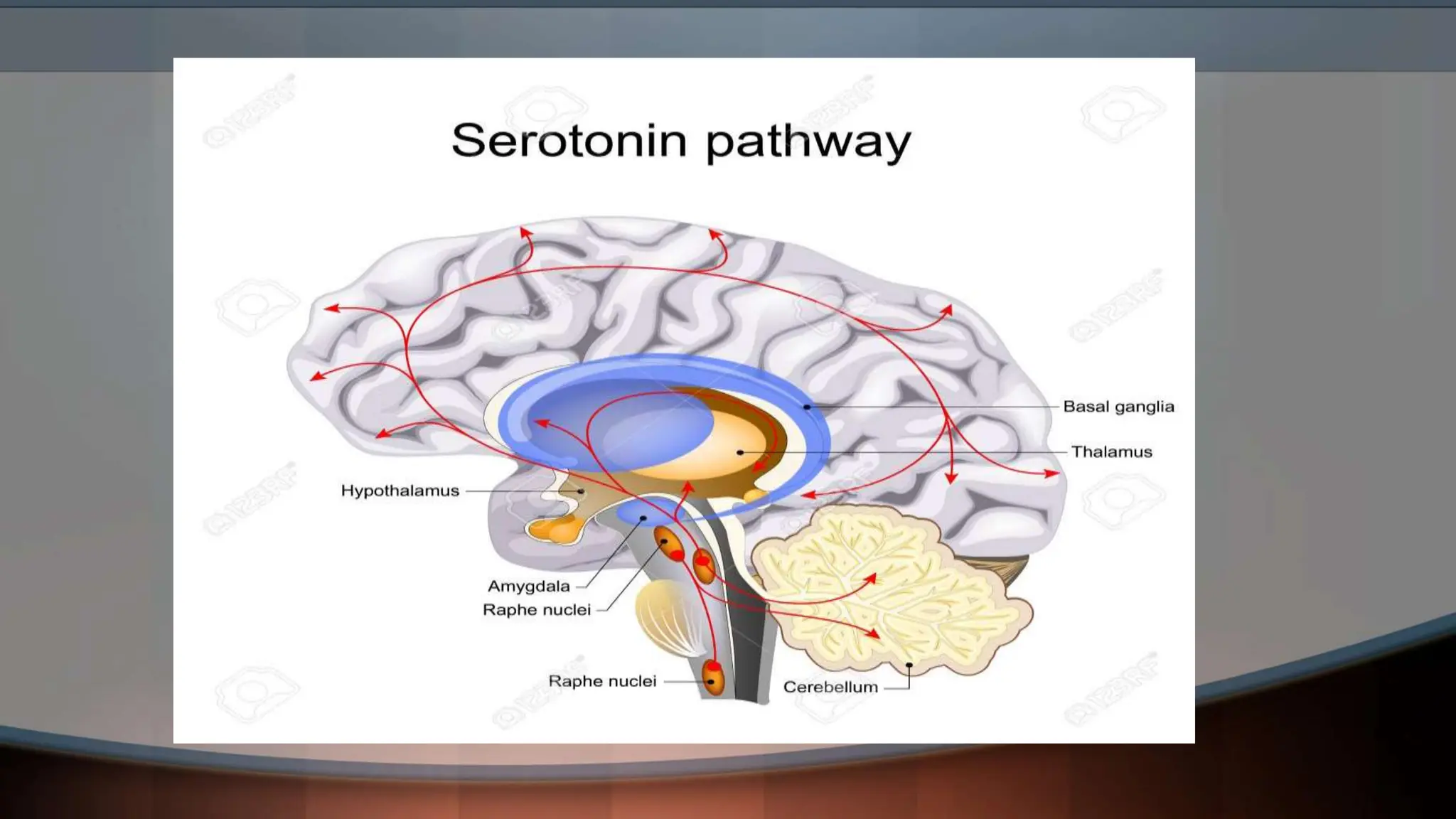 Serotonin ( 5 HT).Neurotransmitter, ppt. | PPTX | Brain and Nervous System Disorders | Diseases ...