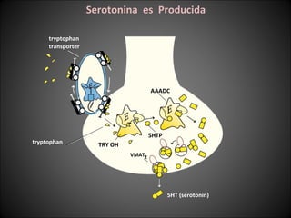Serotonina | PPT