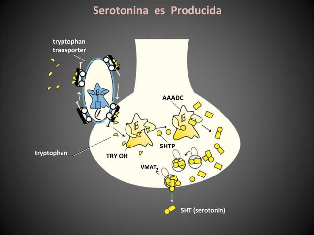 Serotonina | PPT