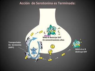 Serotonina | PPT