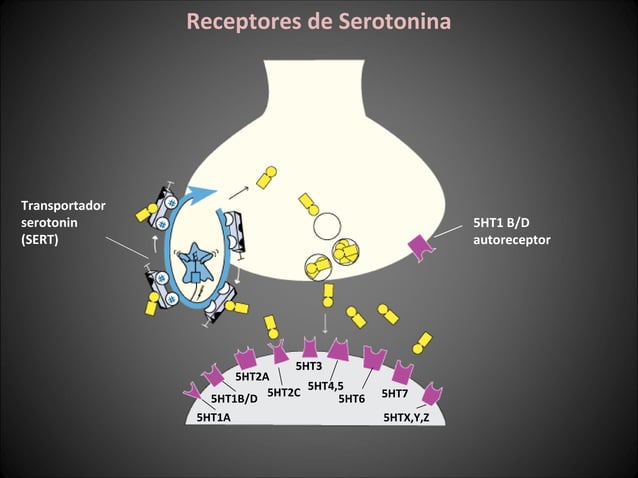 Serotonina | PPT | Free Download
