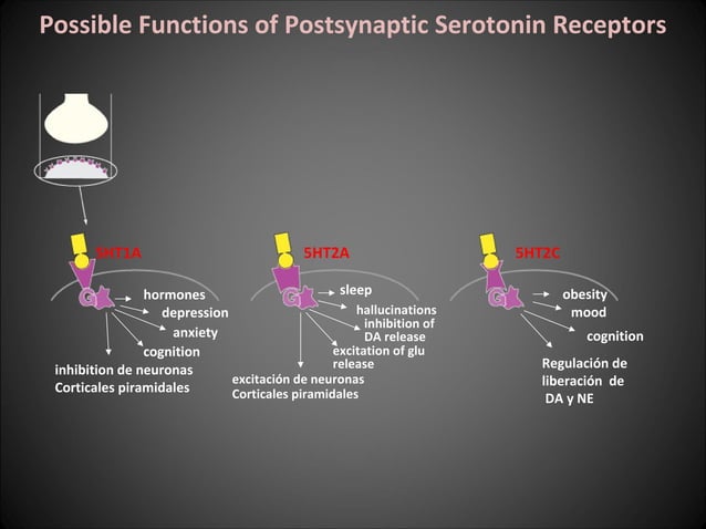 Serotonina | PPT | Free Download