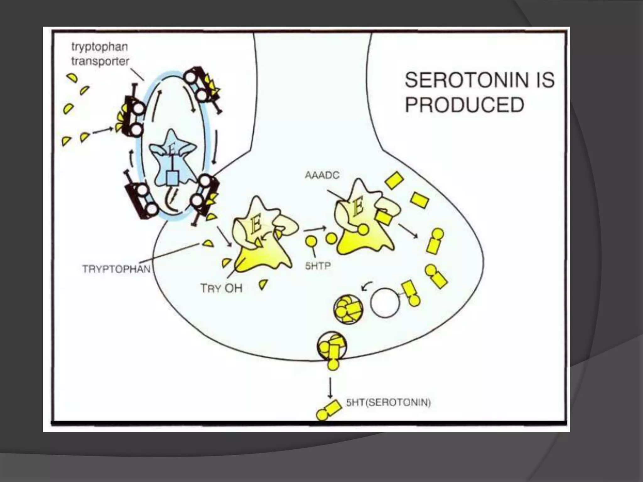 Serotonin pharmacology | PPTX