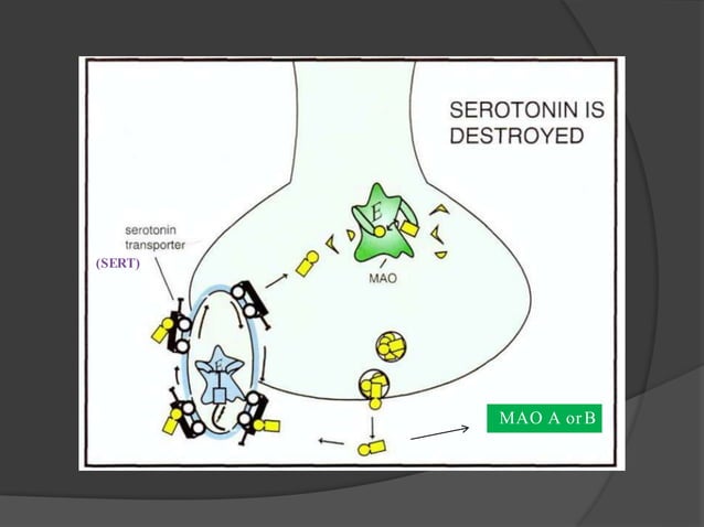 Serotonin pharmacology | PPTX | Endocrine and Metabolic Diseases ...
