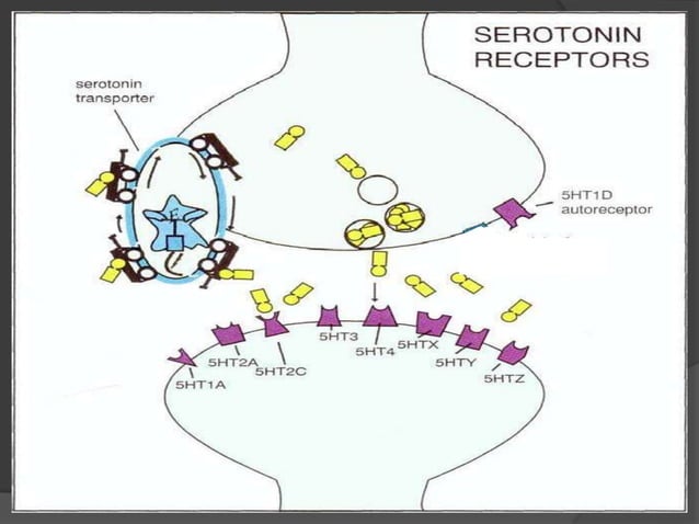 Serotonin pharmacology | PPTX | Endocrine and Metabolic Diseases ...