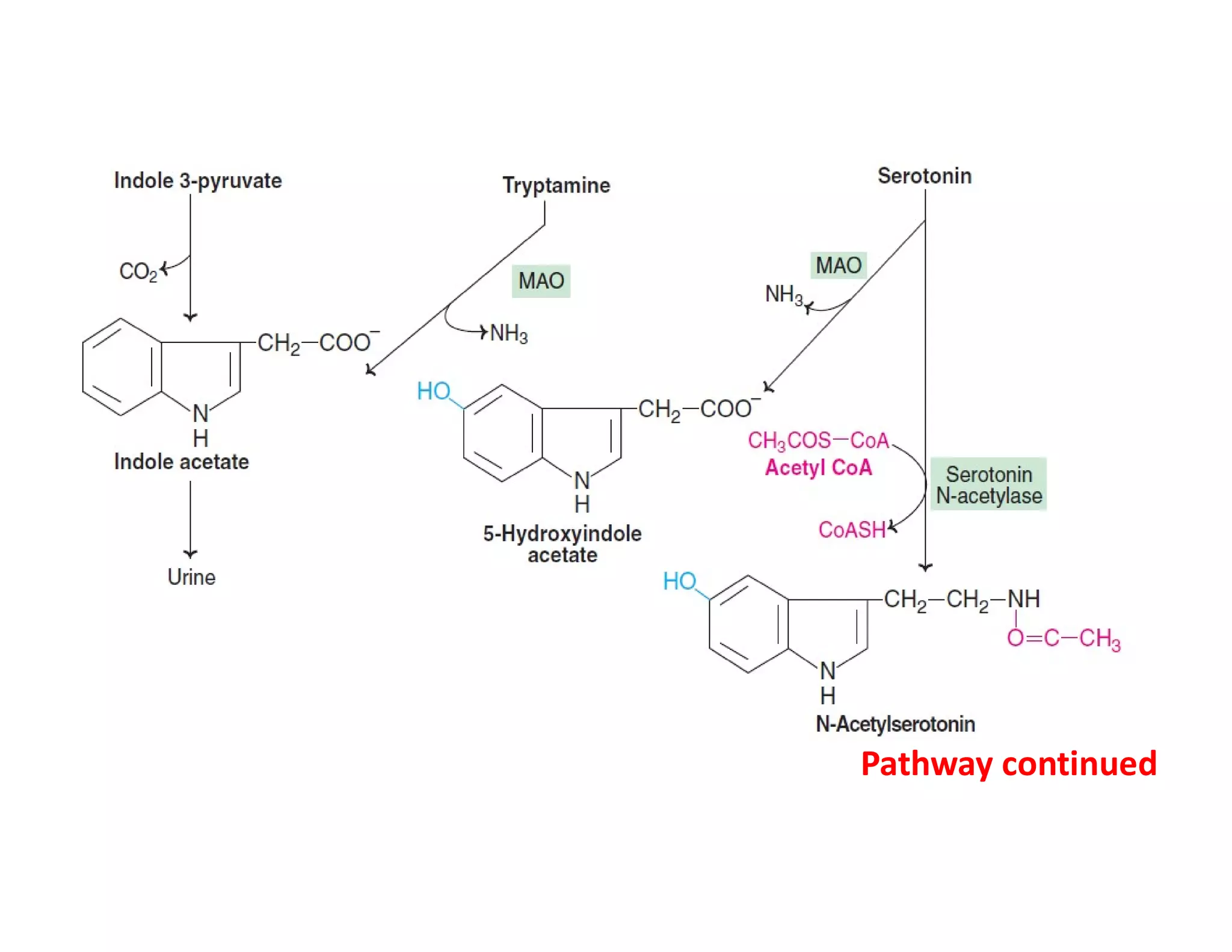 Synthesis of Serotonin and Melatonin | PDF