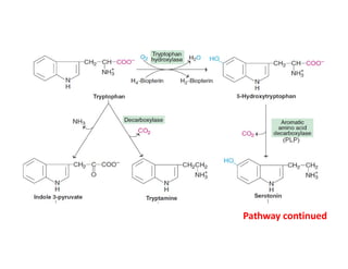 Serotonin Synthesis