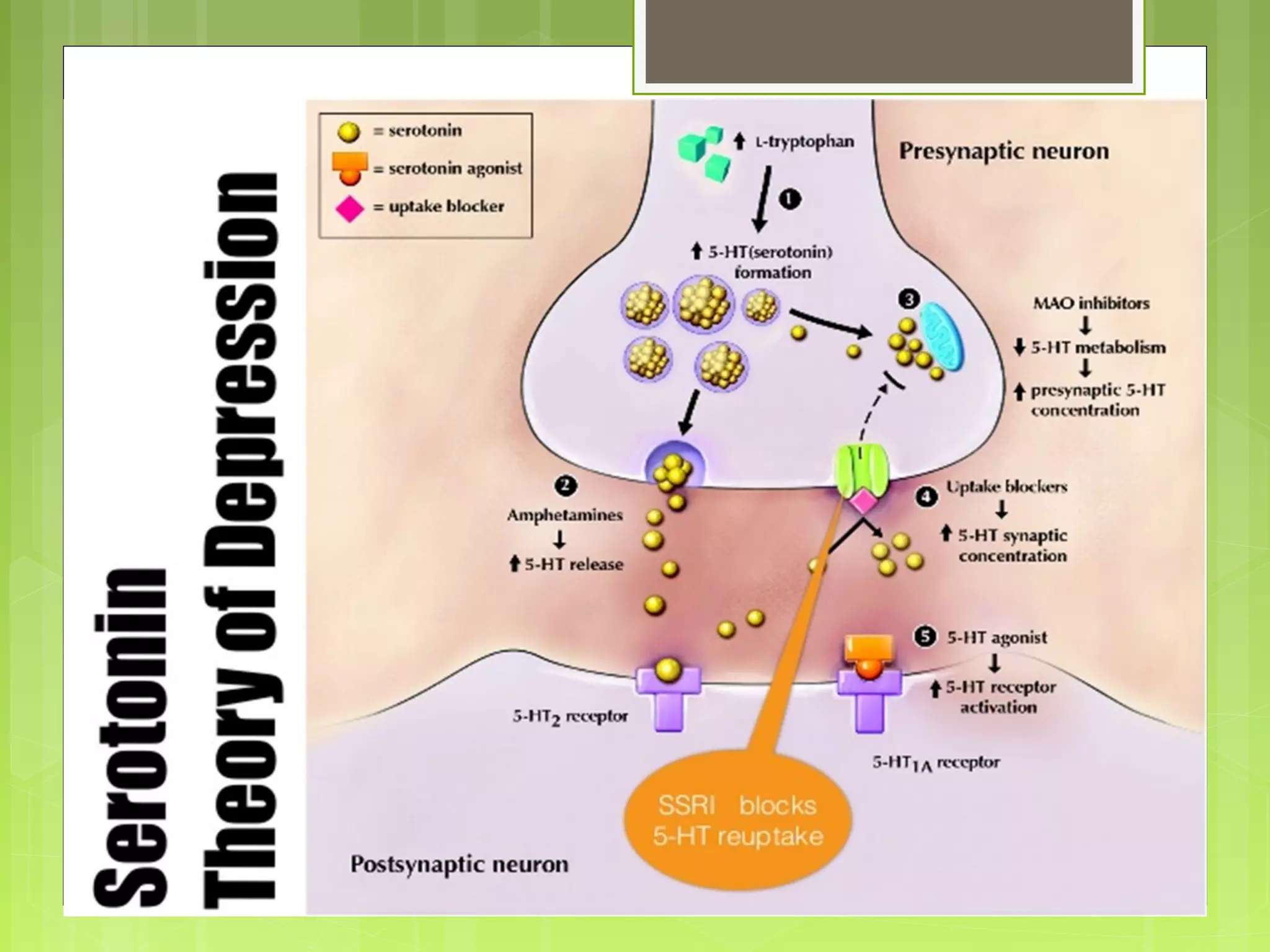 Serotonin : diseases and therapeutics | PPT