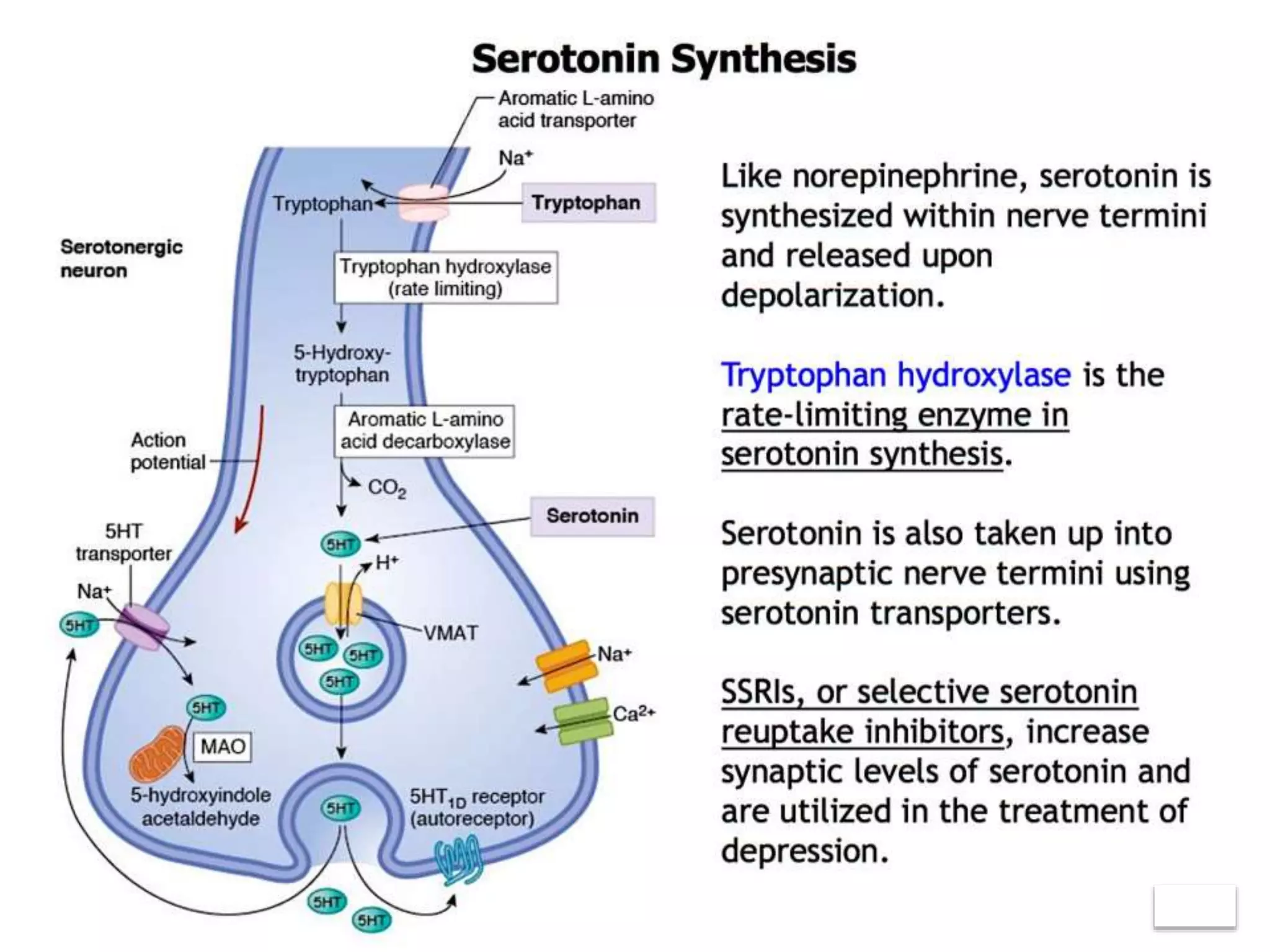 Serotonin | PPTX