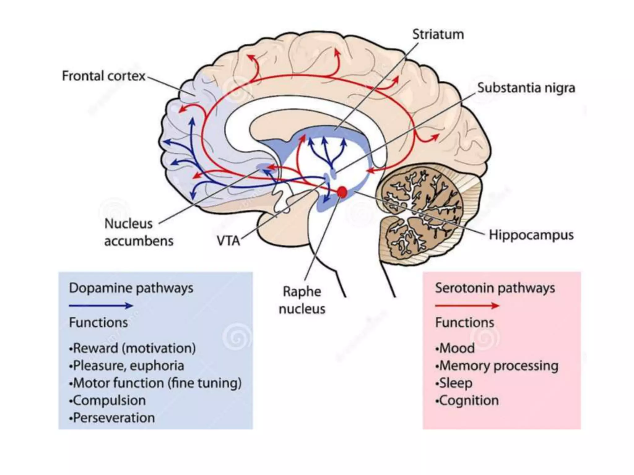 Serotonin | PPTX
