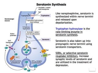Serotonin Synthesis