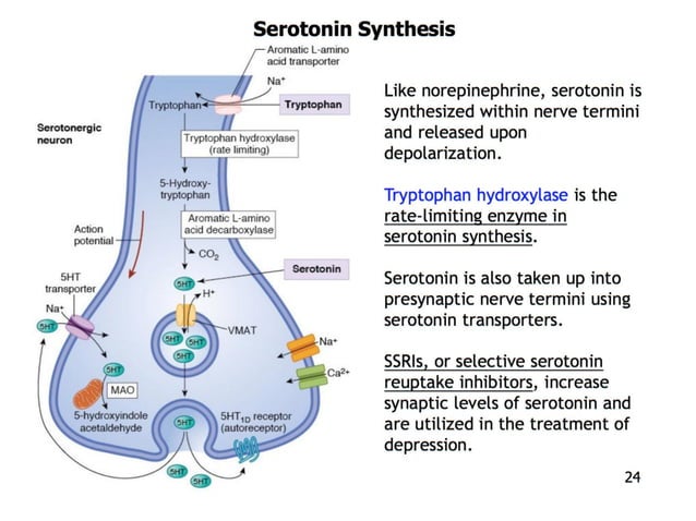 Serotonin or 5 hydroxy-tryptamine and its antagonists-Dr.Jibachha Sah,M ...