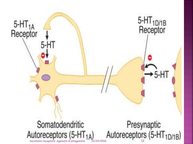 Serotonin receptors agonists & antagonists | PPTX | Endocrine and ...
