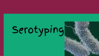 serotyping .pptx