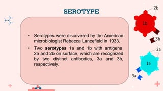 serotyping.pptx