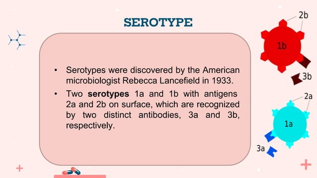 serotyping.pptx | Genetics | Science