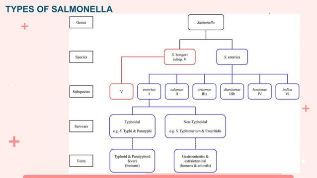 serotyping.pptx | Genetics | Science