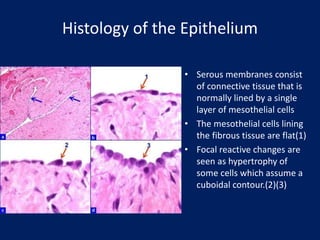Serous Membrane Histology