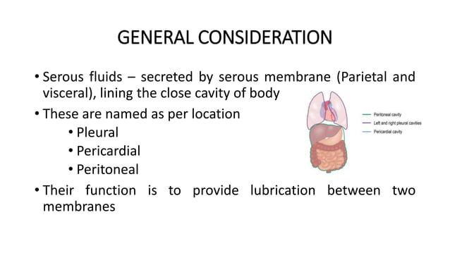 serous fluid Dr shweta [Autosaved].pptx | Lung and Respiratory Health ...