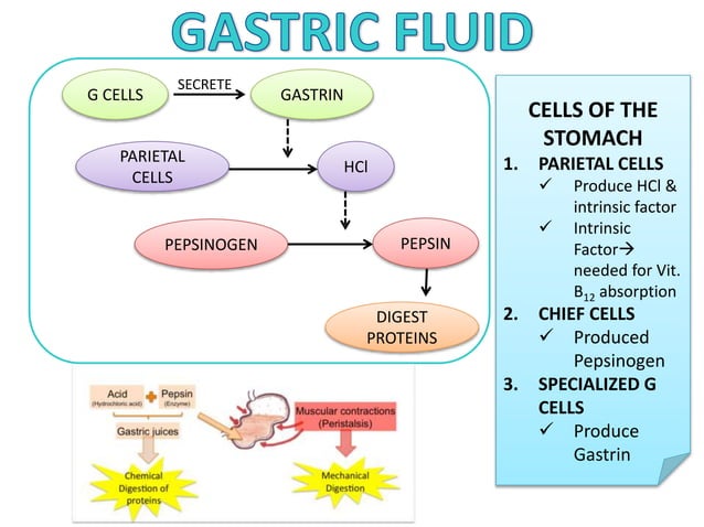 Serous fluid & gastric fluid | PPTX