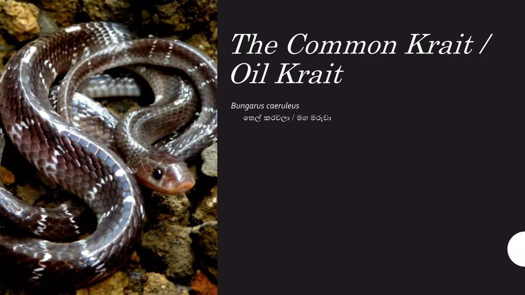 Venemous Snakes and Arthropods of Sri Lanka | PPTX