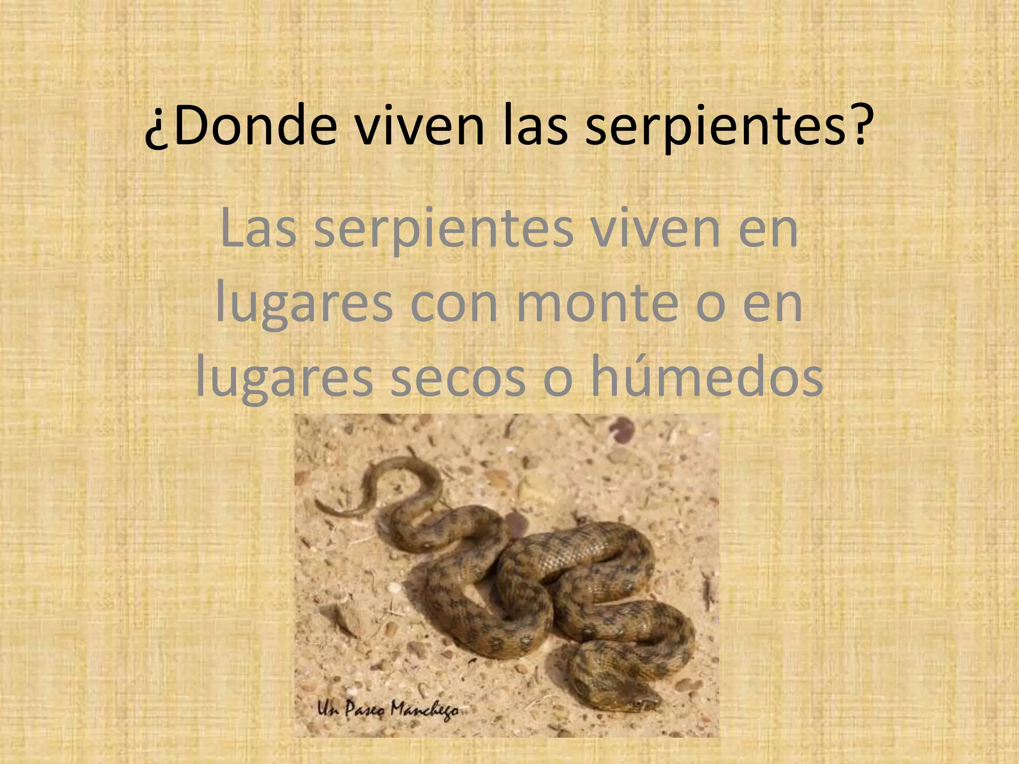 Las serpientes | PPTX | Reptiles | Pets