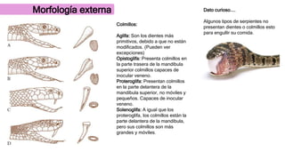 Serpientes generalidades anatomía externa.pptx