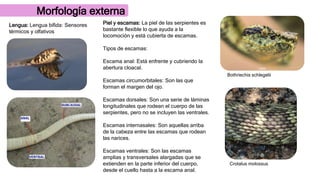 Serpientes generalidades anatomía externa.pptx